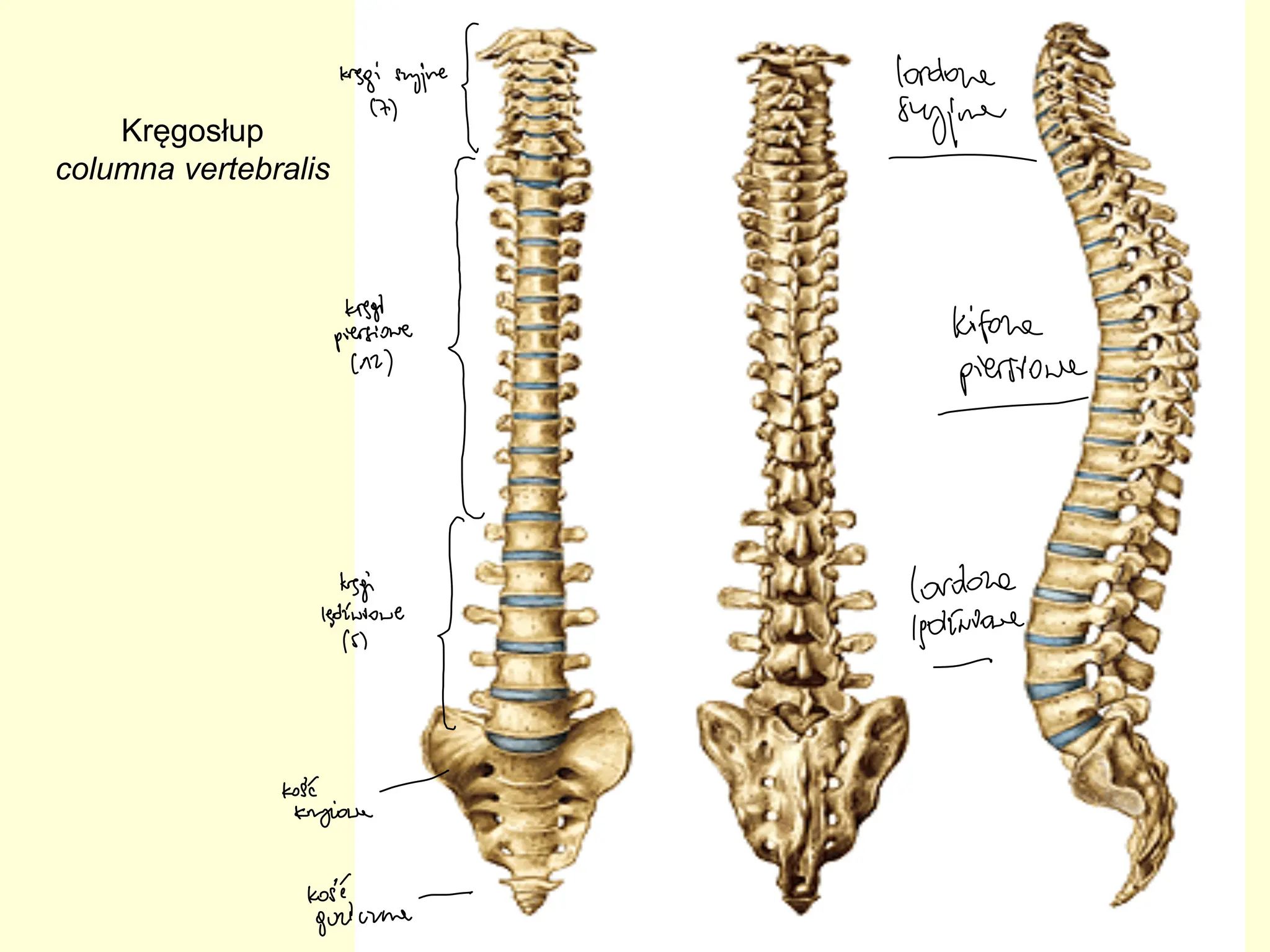kręgosłup anatomia notatki opis wlasny .pdf
