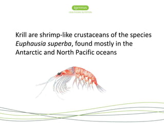 Clarifying krill – what’s the hype? with Dr Nina Bailey | PPT