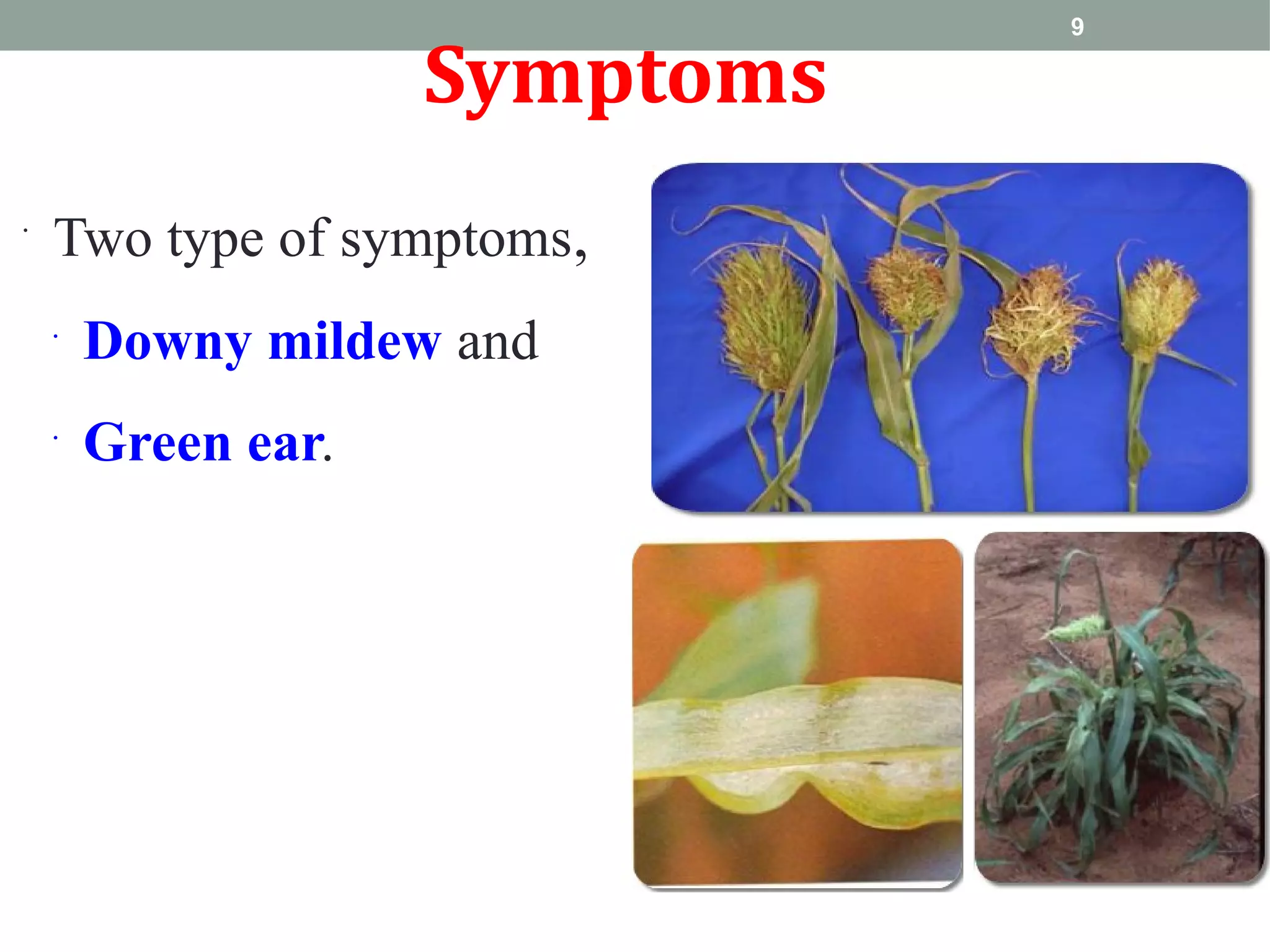 Krishan dhaker green ear of bajara - presentation | PDF