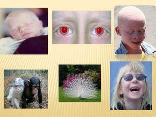 BIOCHEMICAL MUTATION/GENETICS | PPTX