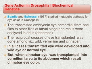 BIOCHEMICAL MUTATION/GENETICS | PPTX