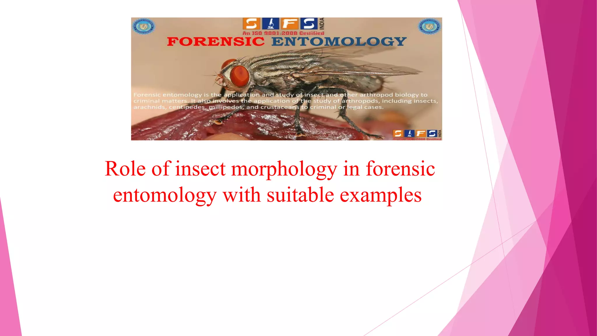 insect morphology in forensic entomology with suitable examples | PPTX