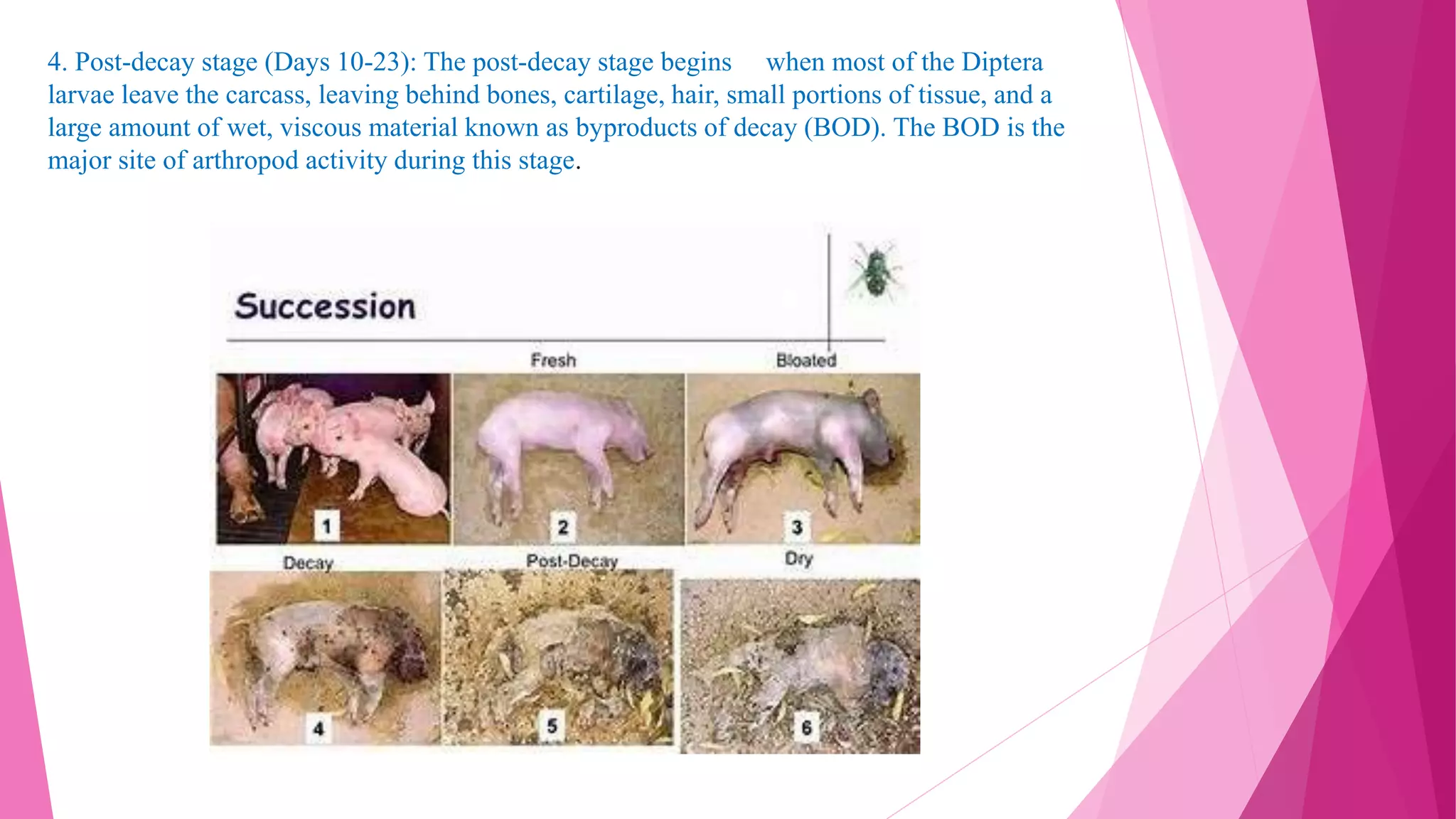 insect morphology in forensic entomology with suitable examples | PPTX