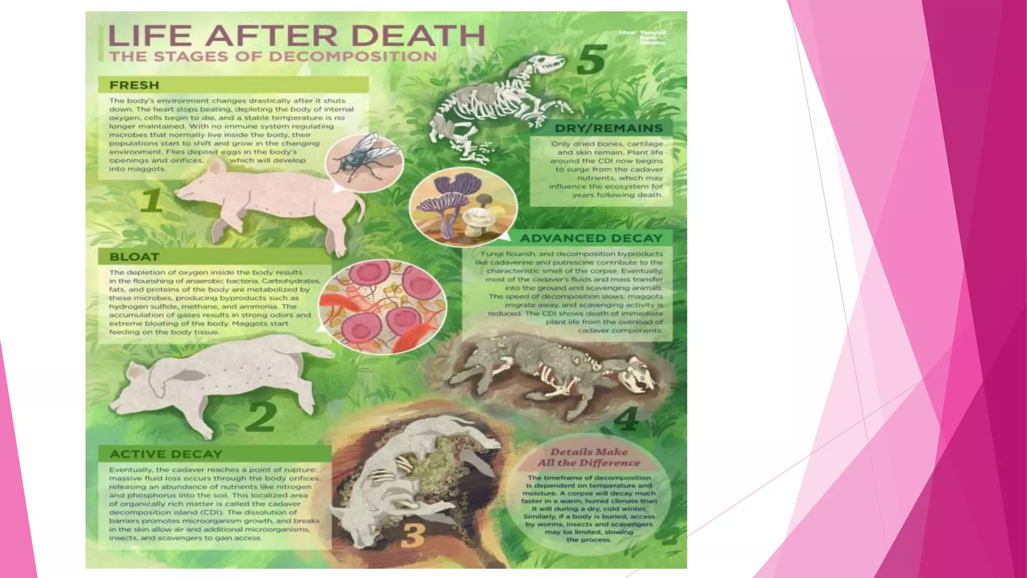 insect morphology in forensic entomology with suitable examples | PPTX