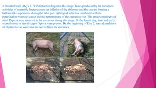 insect morphology in forensic entomology with suitable examples | PPTX