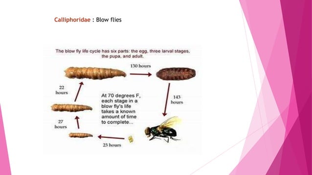insect morphology in forensic entomology with suitable examples | PPTX