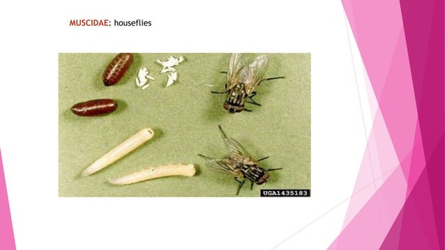 insect morphology in forensic entomology with suitable examples | PPTX