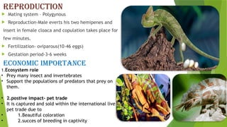 Fennic fox and panther chameleon ppt.pptx