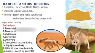 Fennic fox and panther chameleon ppt.pptx