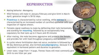 Fennic fox and panther chameleon ppt.pptx