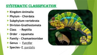 Fennic fox and panther chameleon ppt.pptx