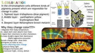 Fennic fox and panther chameleon ppt.pptx