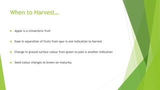 CULTIVATION OF APPLE AND SAPOTA IN INDIA | PPTX
