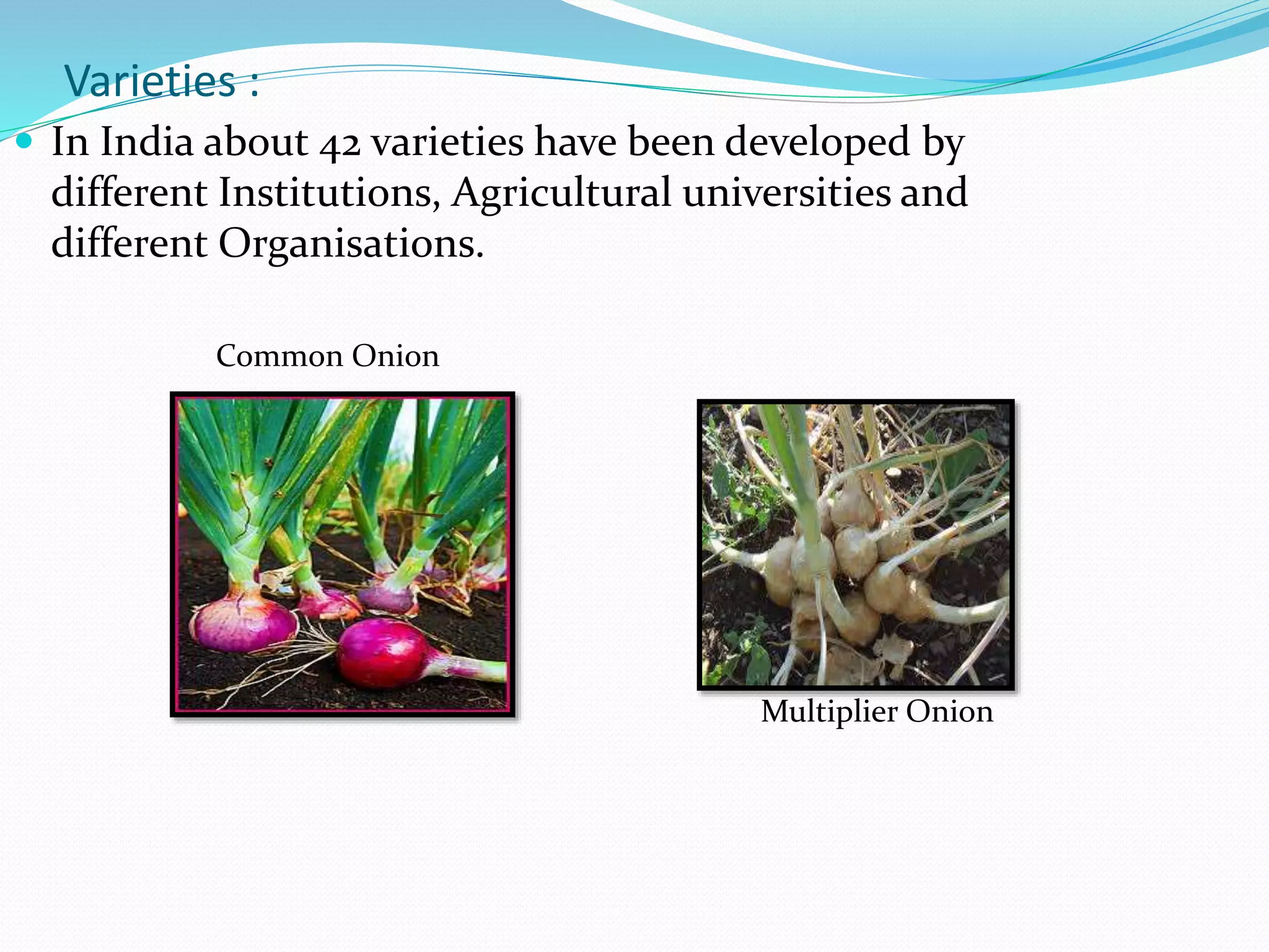 CROP IMPROVEMENT IN ONION (Allium cepa L.) | PPTX