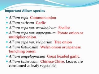 CROP IMPROVEMENT IN ONION (Allium cepa L.) | PPTX