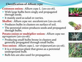 CROP IMPROVEMENT IN ONION (Allium cepa L.) | PPTX