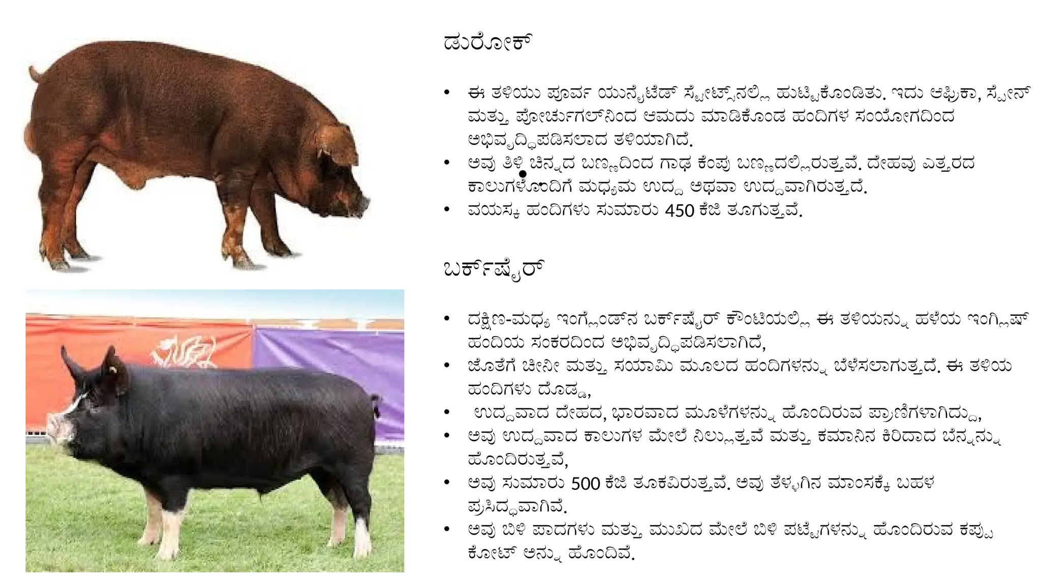 krishnna LFC ppt desi and international pig breeds | PPTX