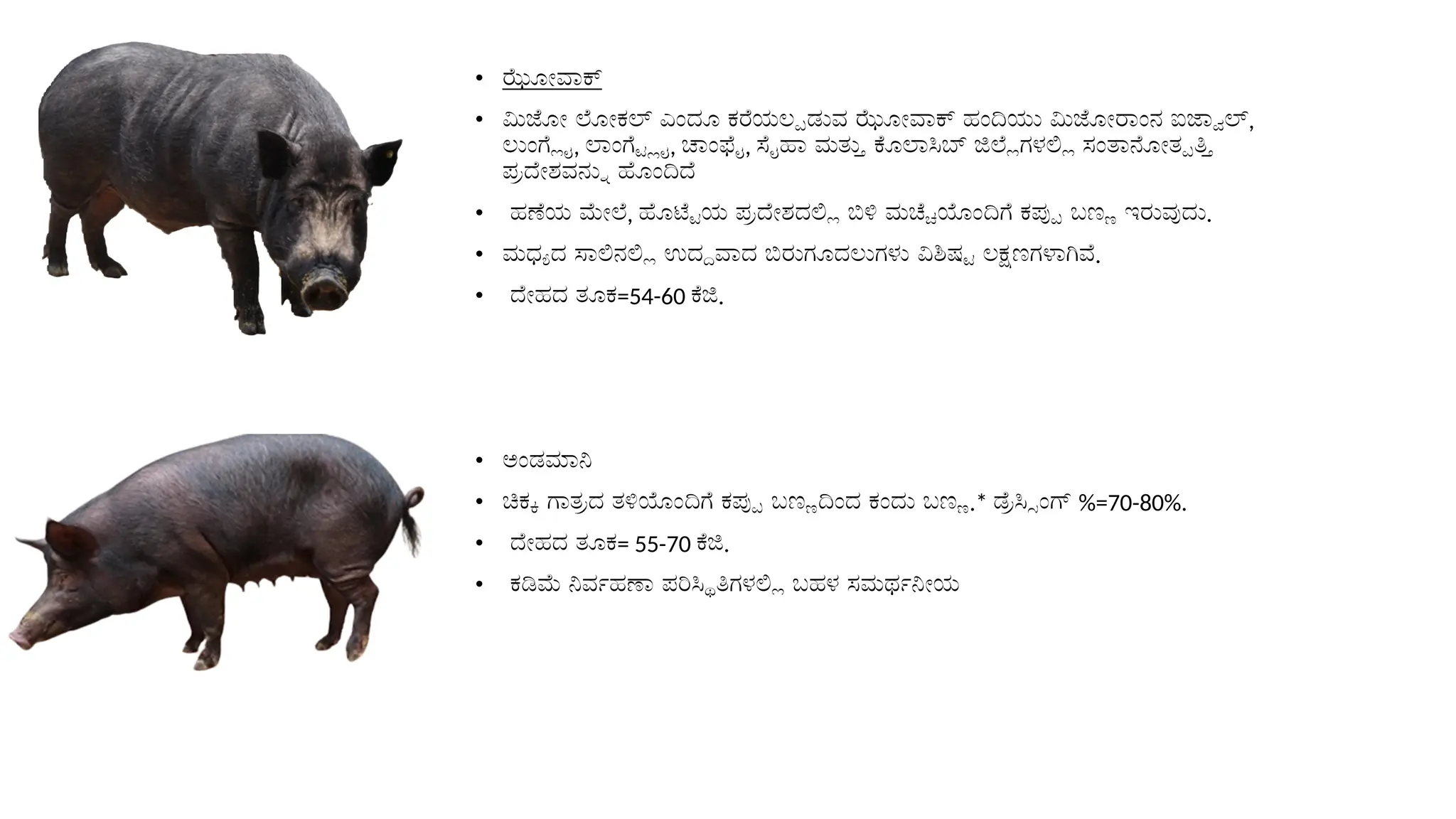 krishnna LFC ppt desi and international pig breeds | PPTX