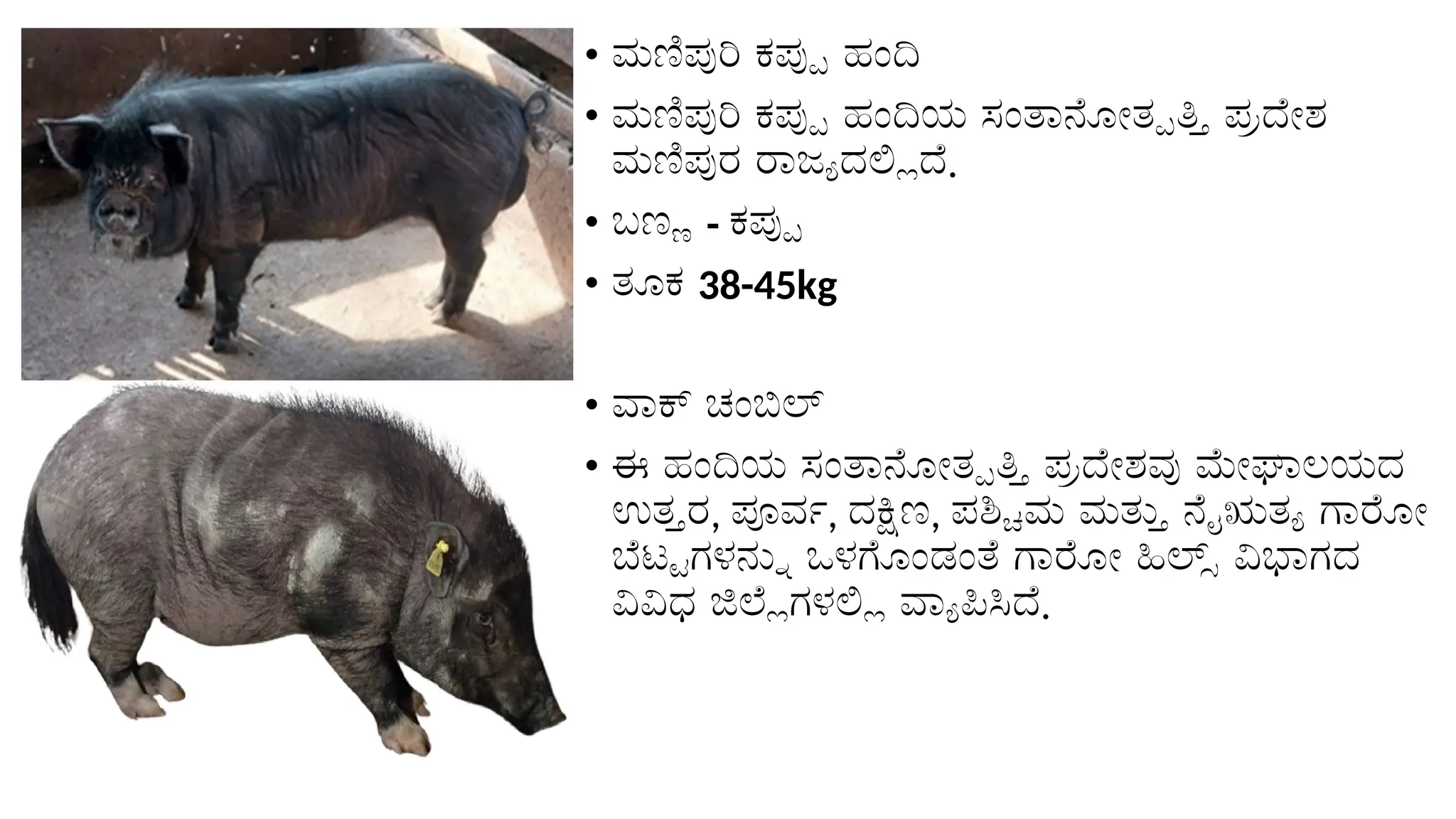 krishnna LFC ppt desi and international pig breeds | PPTX