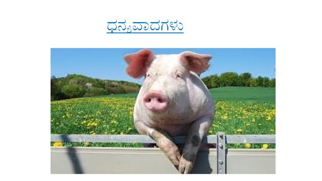 krishnna LFC ppt desi and international pig breeds | PPTX