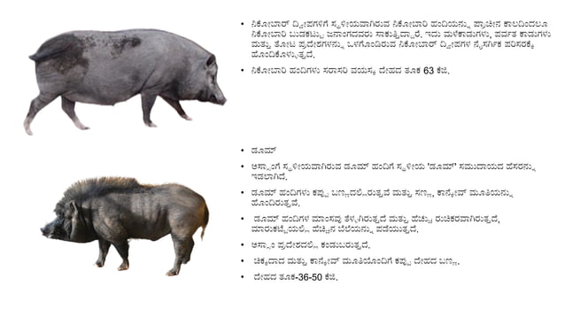 krishnna LFC ppt desi and international pig breeds | PPTX