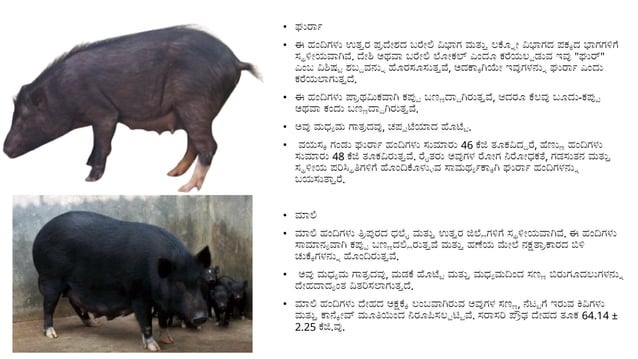 krishnna LFC ppt desi and international pig breeds | PPTX