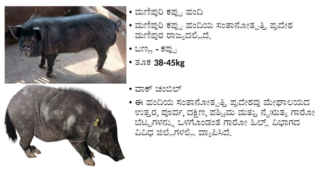 krishnna LFC ppt desi and international pig breeds | PPTX