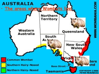 Wombats are funny :) | PPT