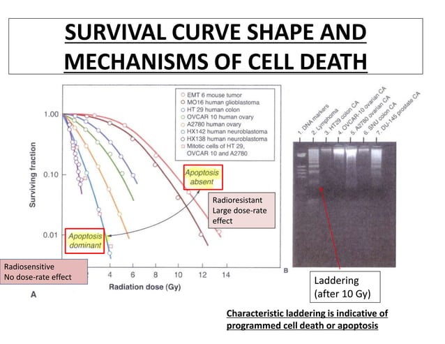 CELL SURVIVAL CURVES | PPT