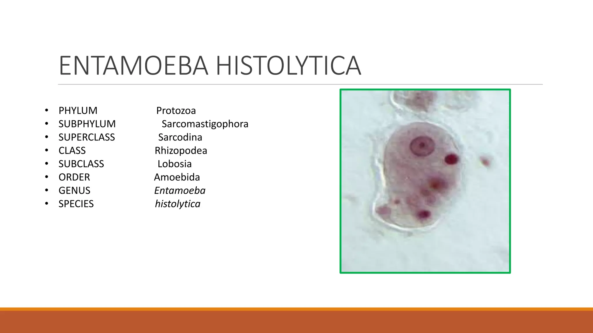 Entamoeba histolytica | PPTX