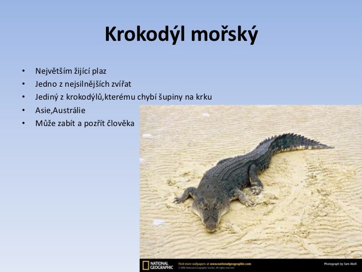 Krokodýli (crocodilia)