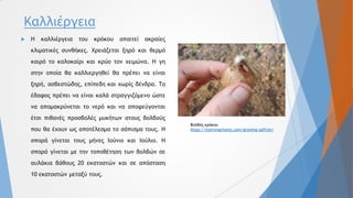 Κρόκος Κοζάνης | PPT