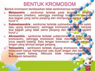 Kromosom | PPTX