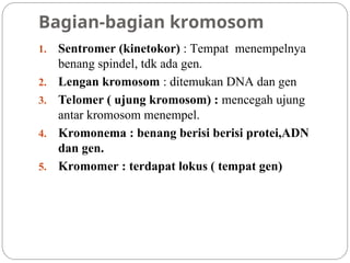 Materi biologi kelas 12 tahun 2024 semester 1 KROMOSOM | PPT | Free ...