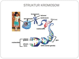 Materi biologi kelas 12 tahun 2024 semester 1 KROMOSOM | PPT