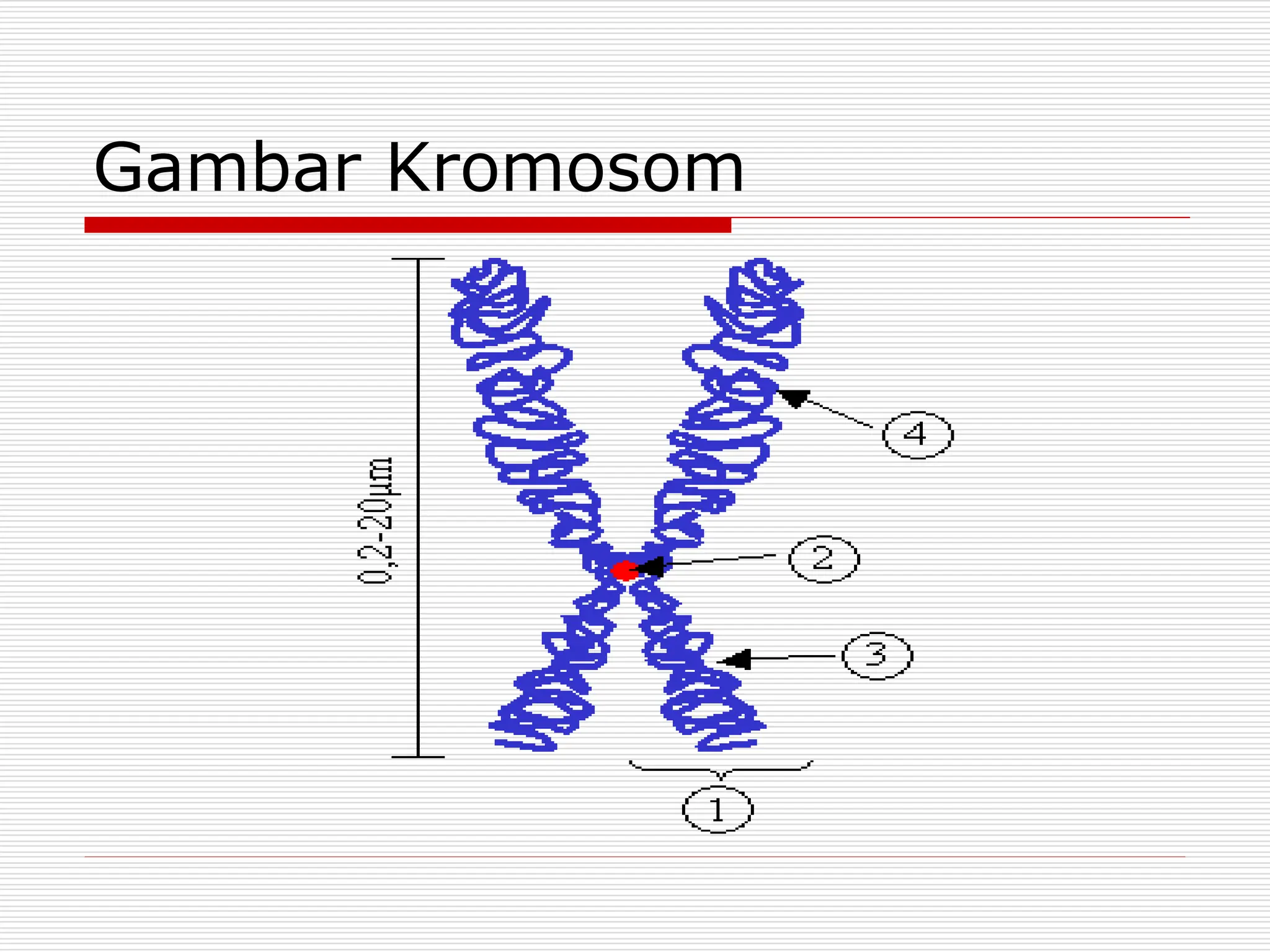 kromosom dan bagian-bagiannya pada manusia.ppt