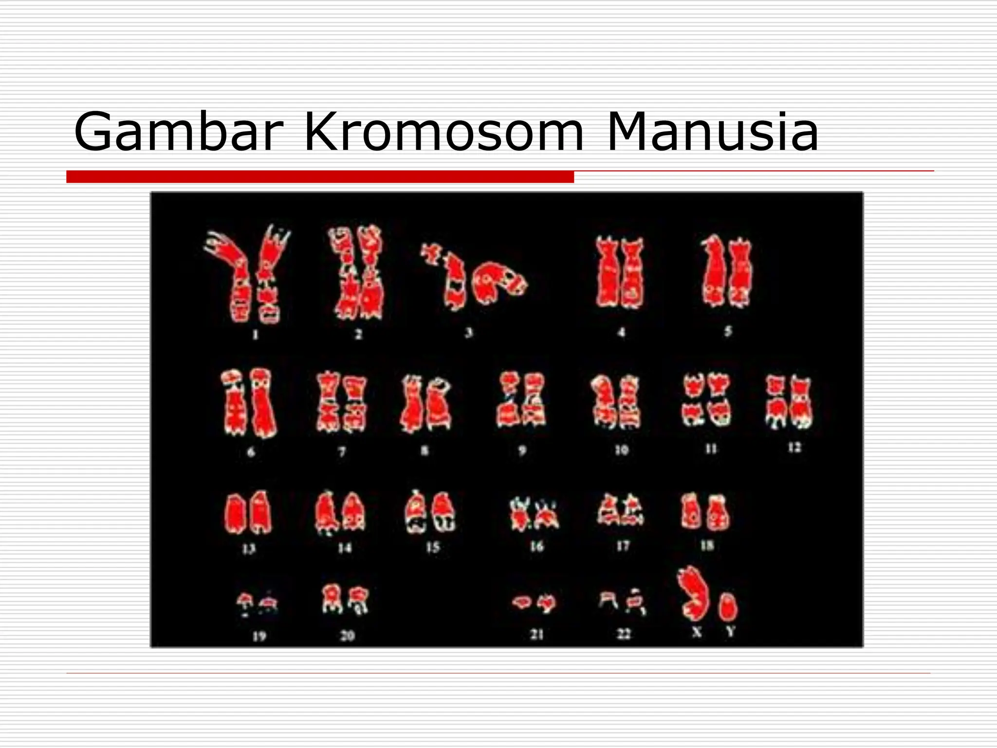 kromosom dan bagian-bagiannya pada manusia.ppt