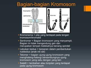 Kromosom dan pembelahan mitosis | PPTX