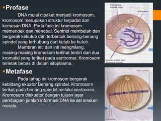 Kromosom dan pembelahan mitosis | PPTX