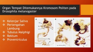 Kromosom Drosophila spp.pdf
