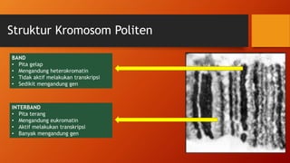Kromosom Drosophila spp.pptx