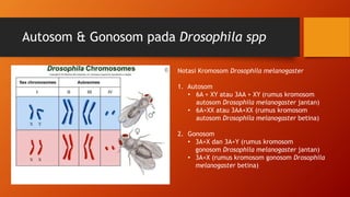 Kromosom Drosophila spp.pptx
