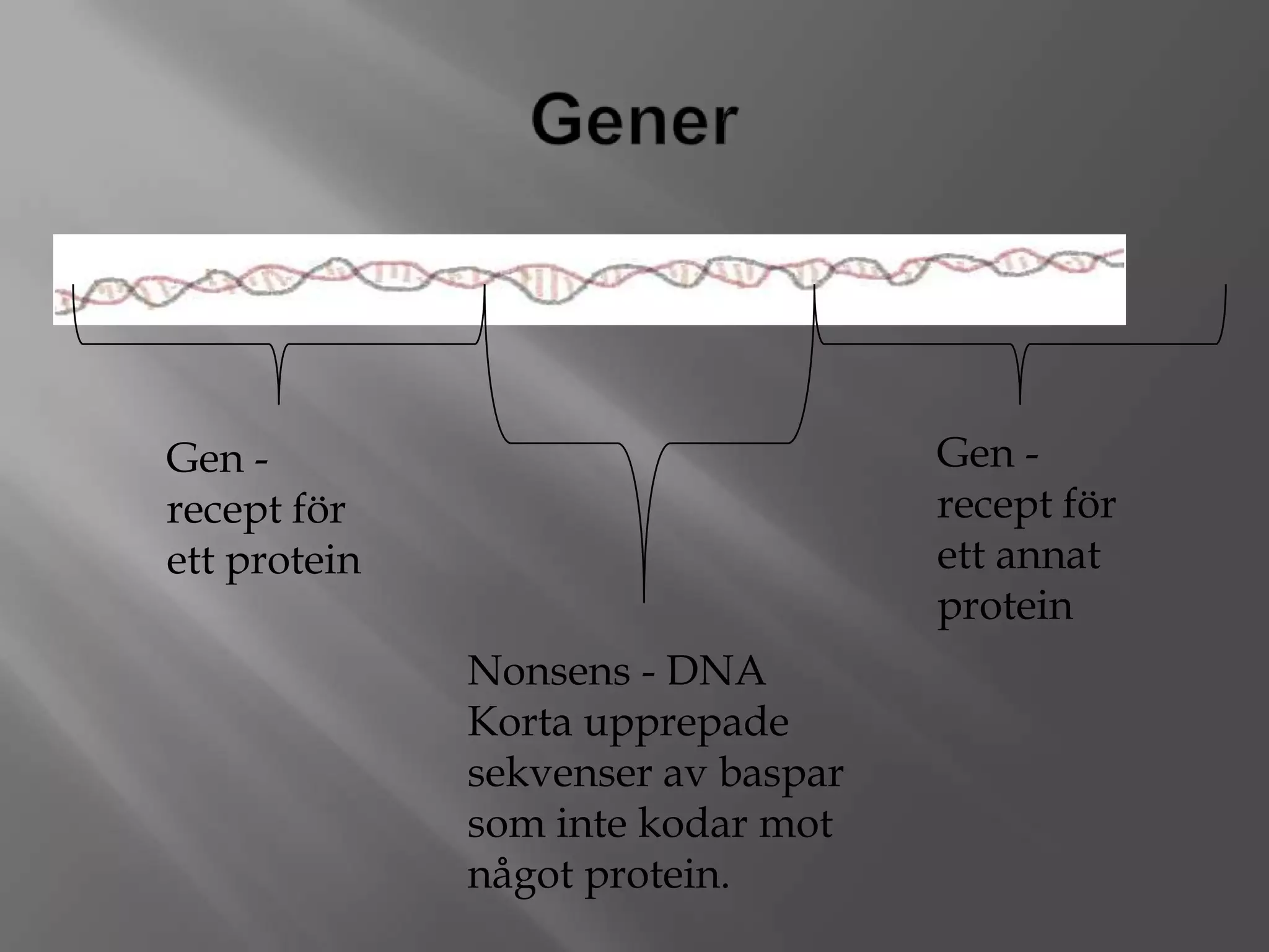 Kromosomer dna och gener | PPTX