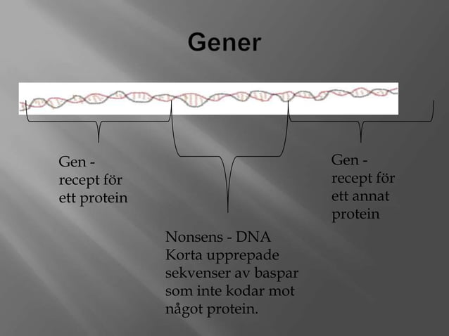 Kromosomer dna och gener | PPTX