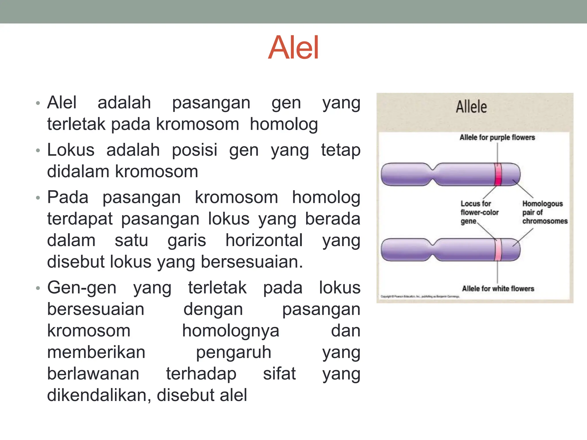 Dasar Geetika Kromosom, Lokus, Gen Alel.pptx
