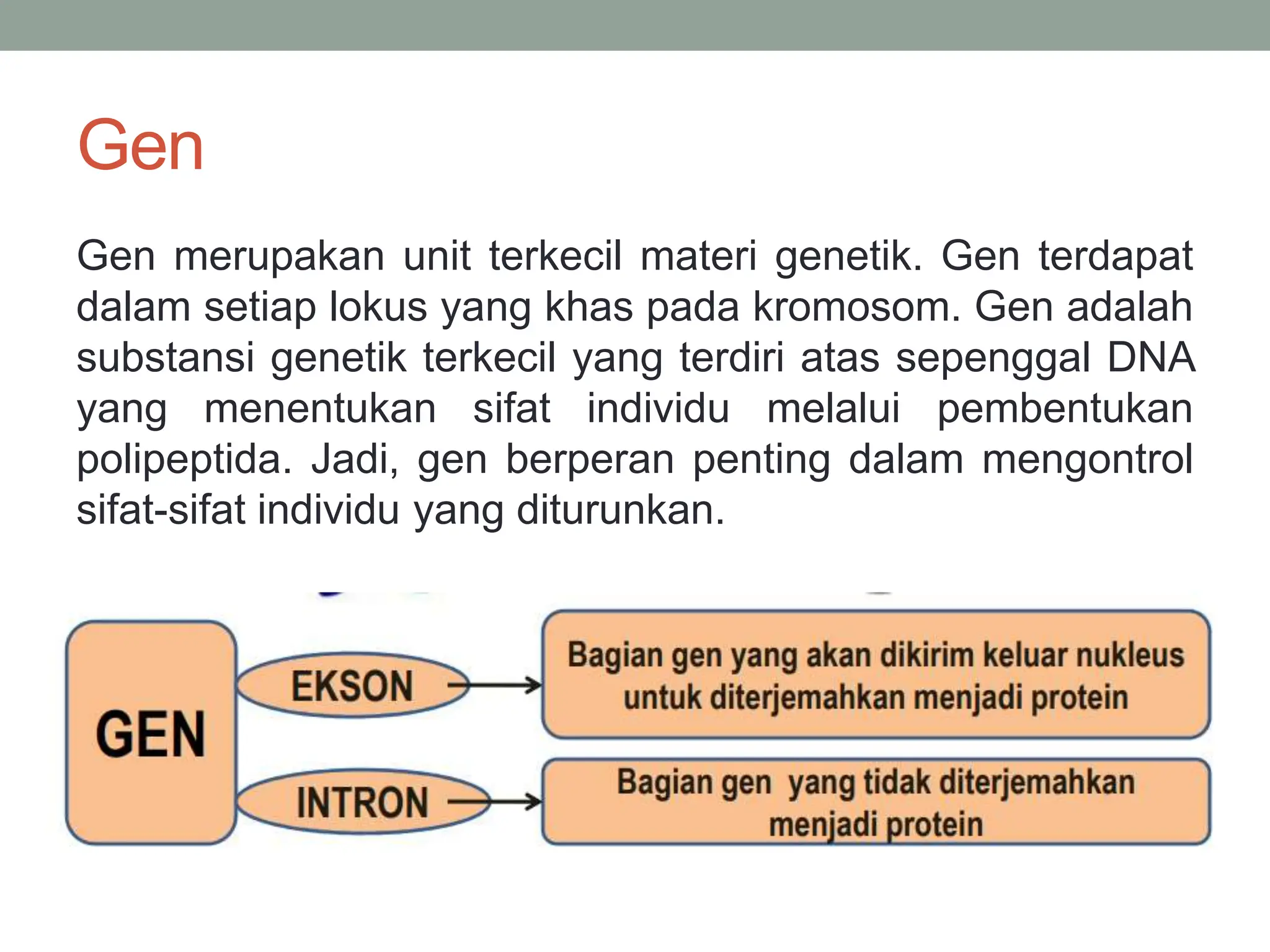 Dasar Geetika Kromosom, Lokus, Gen Alel.pptx
