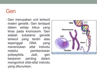 Dasar Geetika Kromosom, Lokus, Gen Alel.pptx