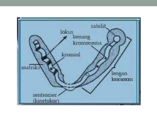 Dasar Geetika Kromosom, Lokus, Gen Alel.pptx