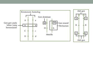 Dasar Geetika Kromosom, Lokus, Gen Alel.pptx