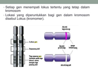 Dasar Geetika Kromosom, Lokus, Gen Alel.pptx